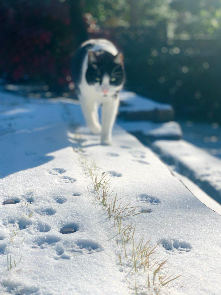 Kitten in the Snow – AKIRA